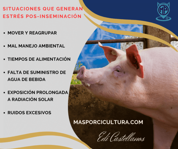 Manejo de la cerda pos-inseminación | MasPorcicultura