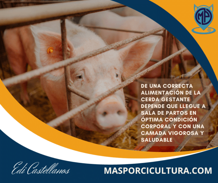 Manejo de la cerda pos-inseminación | MasPorcicultura