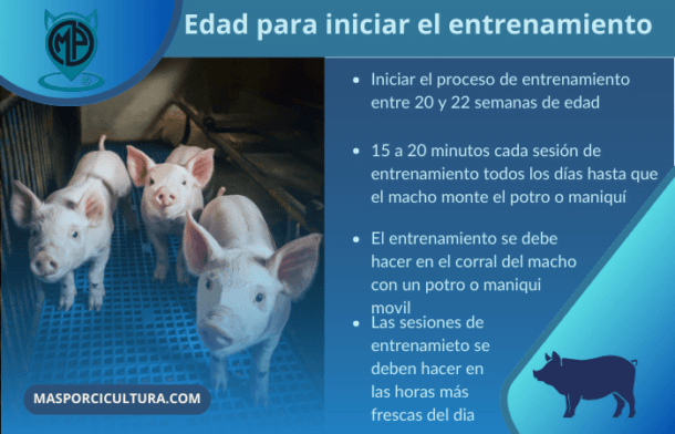 Entrenamiento del verraco para inseminación artificial | MasPorcicultura