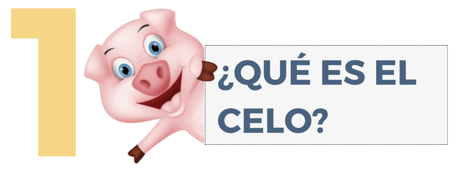 Detección de celo en cerdas reproductoras | MasPorcicultura