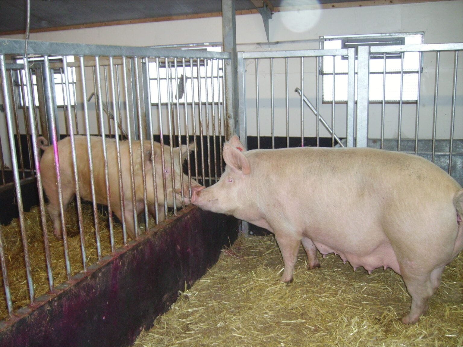 Detección de celo en cerdas reproductoras | MasPorcicultura