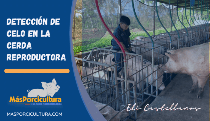 Manejo Cerda Reemplazo - MasPorcicultura