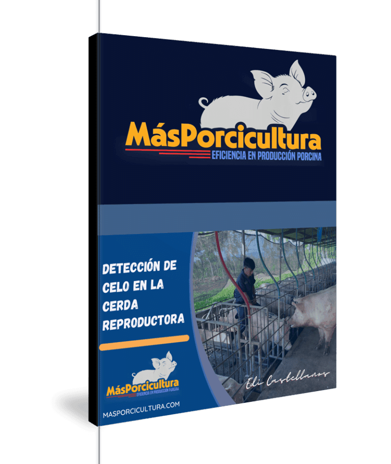Detección de celo en cerdas reproductoras | MasPorcicultura