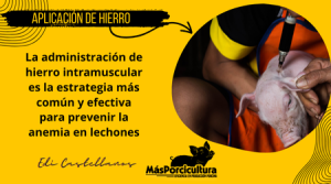 Anemia ferropénica en lechones | MasPorcicultura