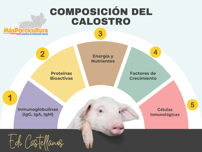 Ventajas y Beneficios del Consumo de Calostro en Lechones Recién ...