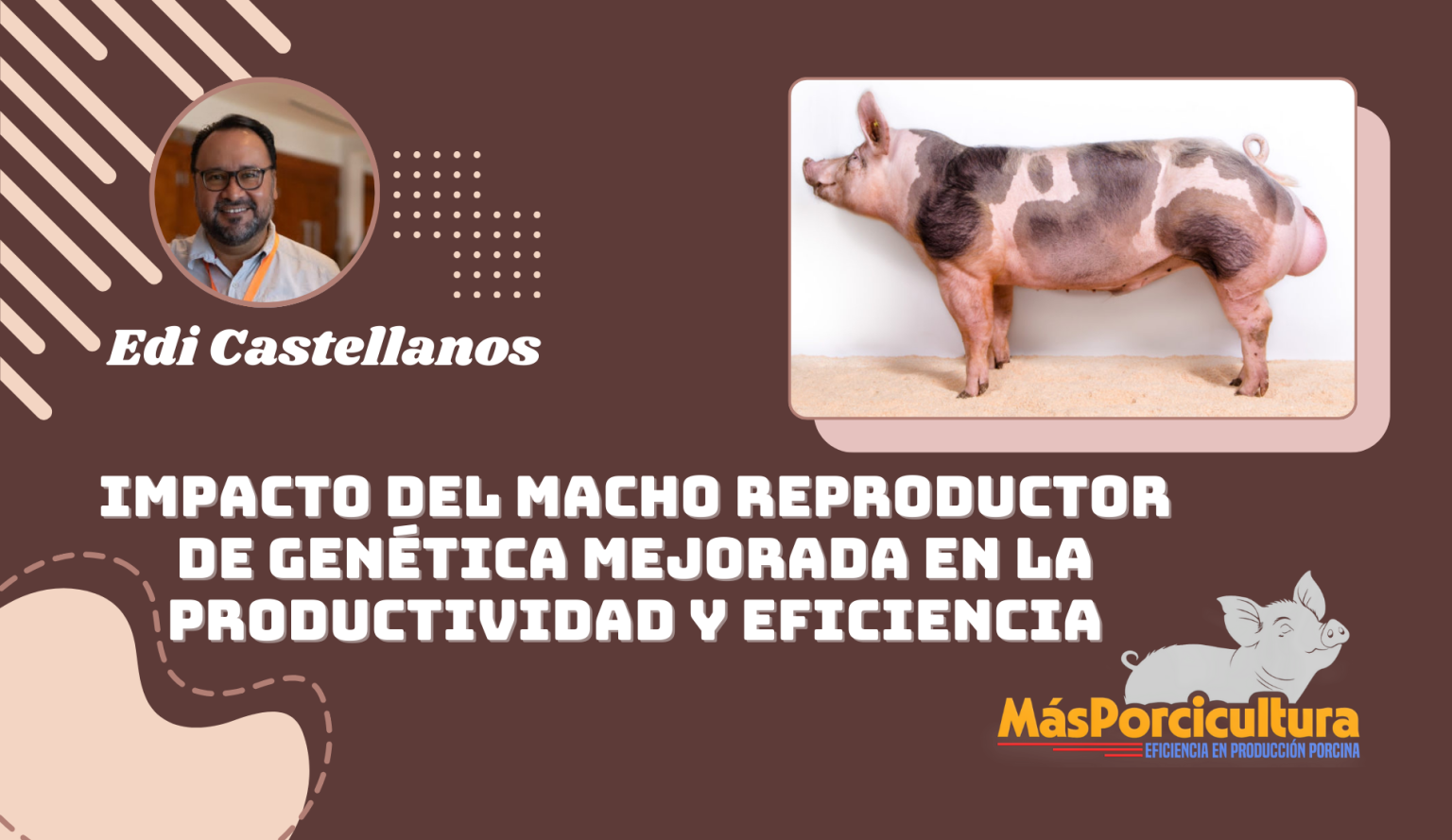 Manejo Cerda Reemplazo | MasPorcicultura