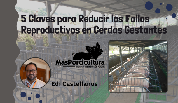 Manejo Cerda Reemplazo | MasPorcicultura
