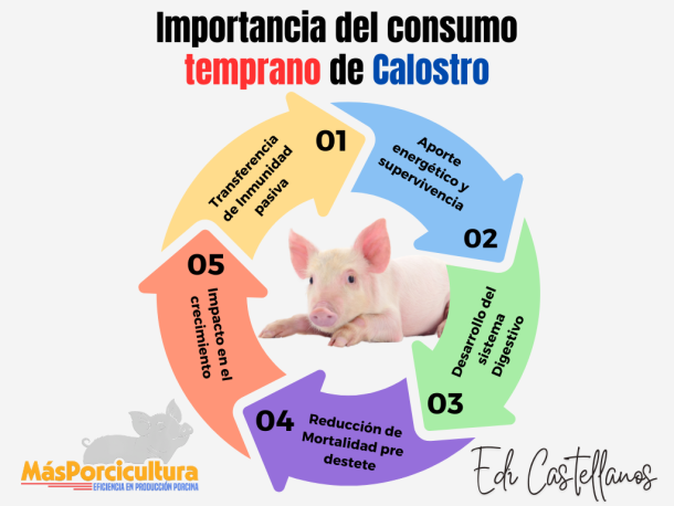 Ventajas y Beneficios del Consumo de Calostro en Lechones Recién ...