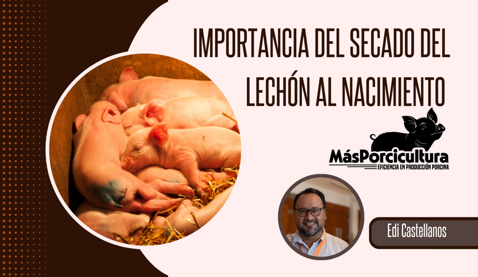 Manejo Cerda Reemplazo | MasPorcicultura