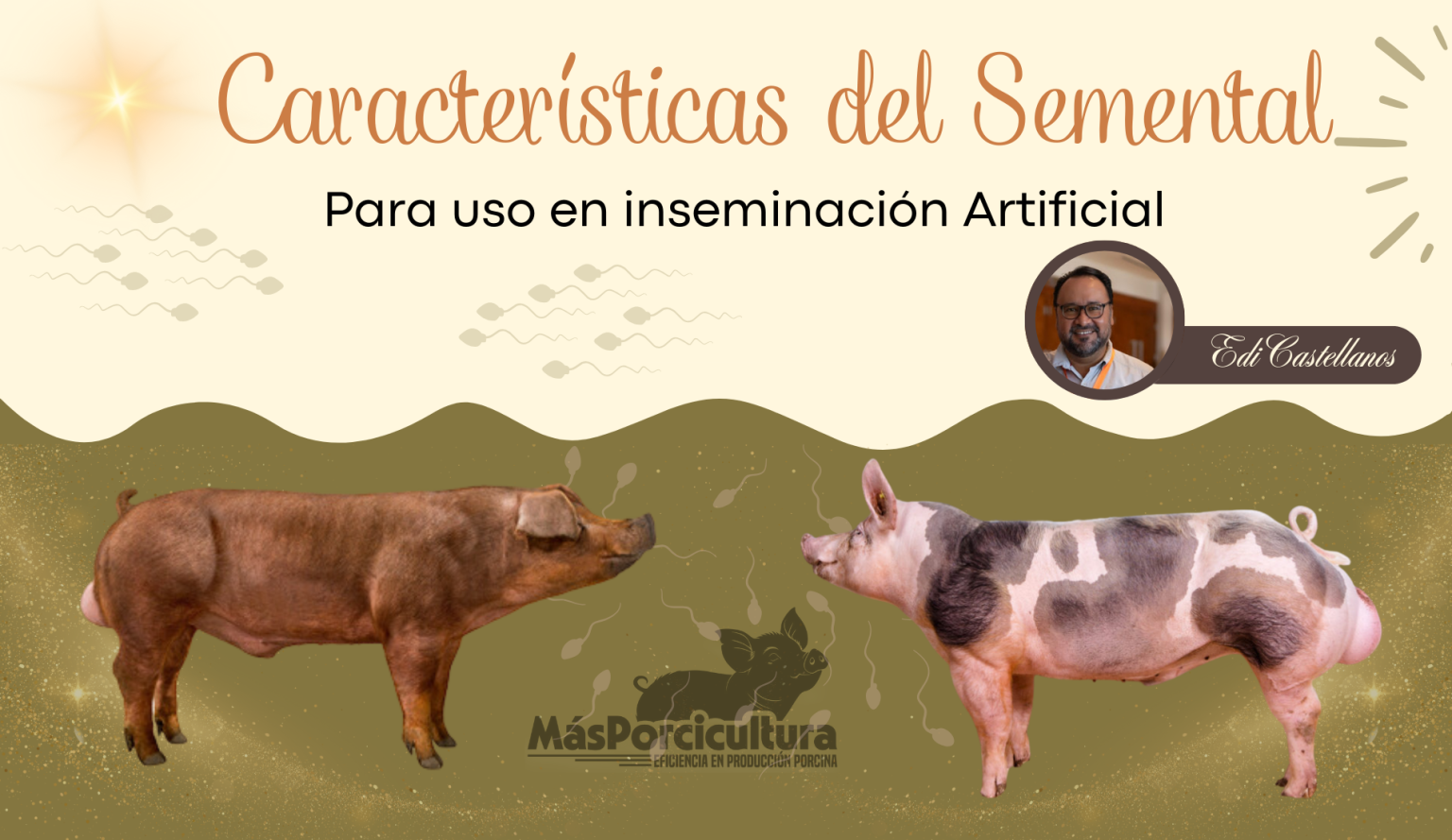 Manejo Cerda Reemplazo | MasPorcicultura