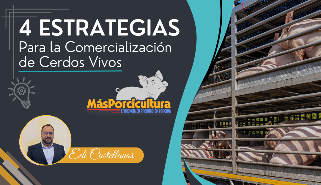 Rendimiento de peso vivo a peso canal de un cerdo finalizado ...