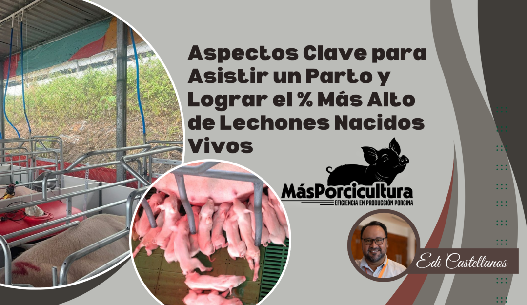 Manejo Cerda Reemplazo | MasPorcicultura