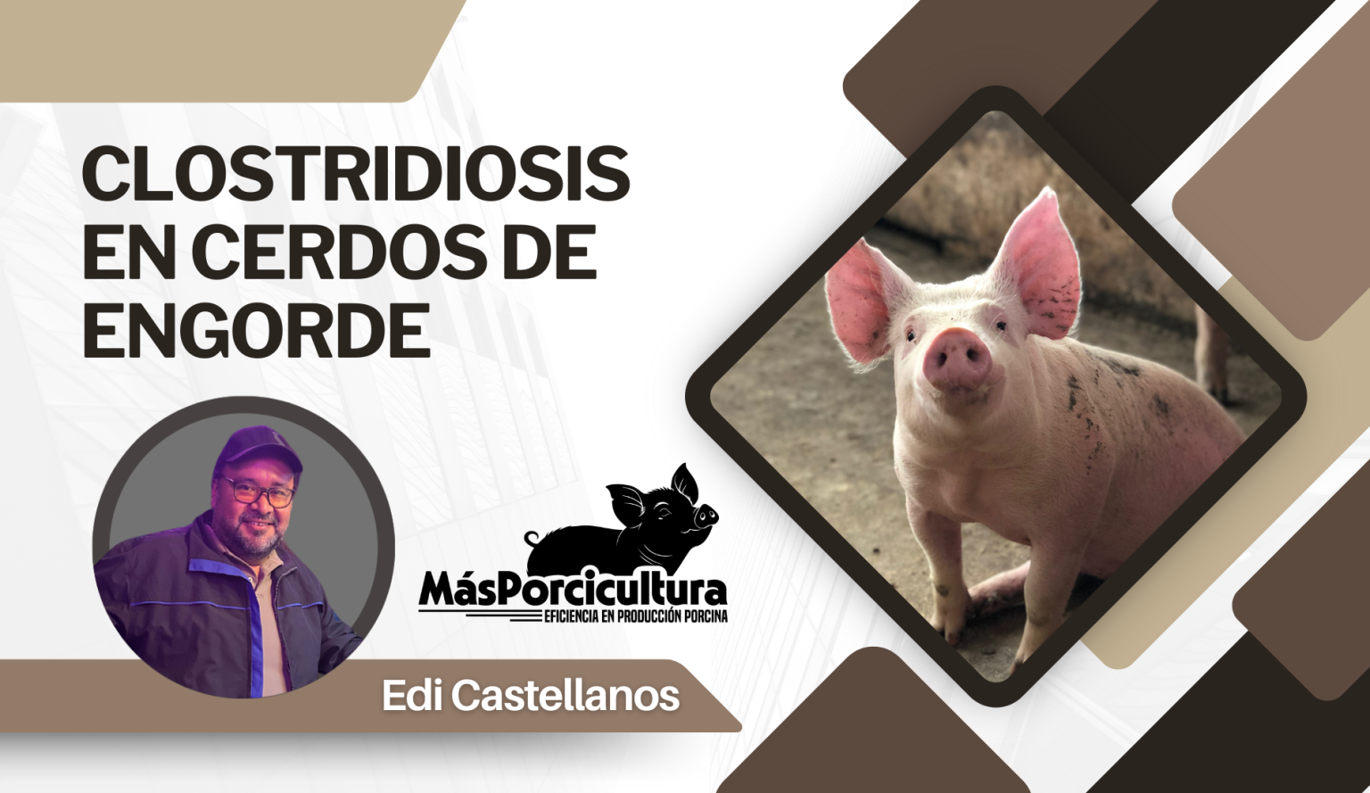 Crecimiento cerdos engorde | MasPorcicultura
