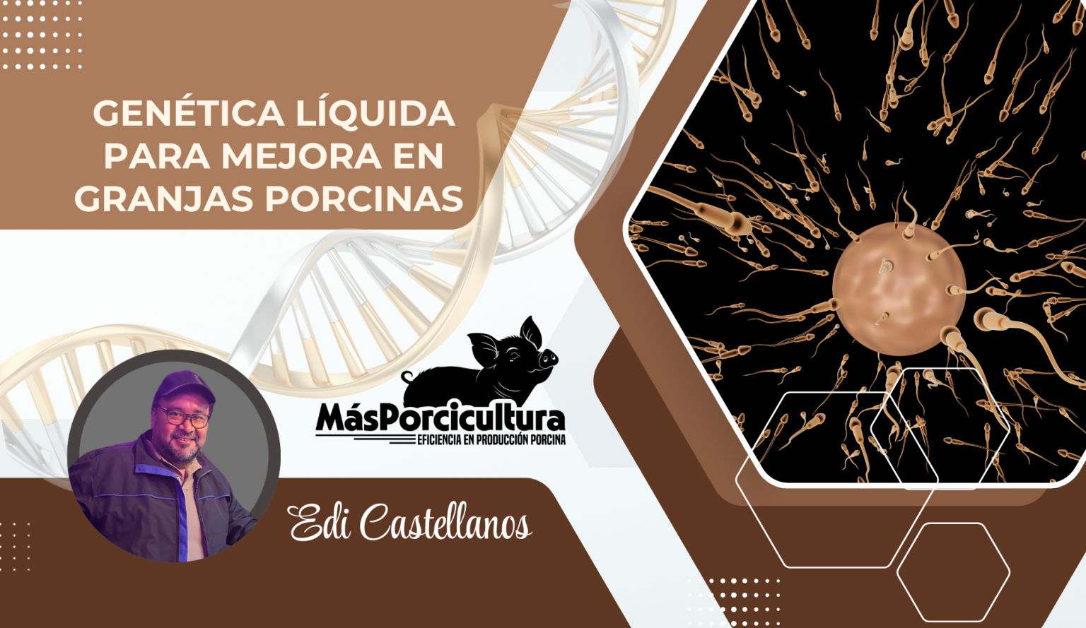 Manejo Cerda Reemplazo | MasPorcicultura