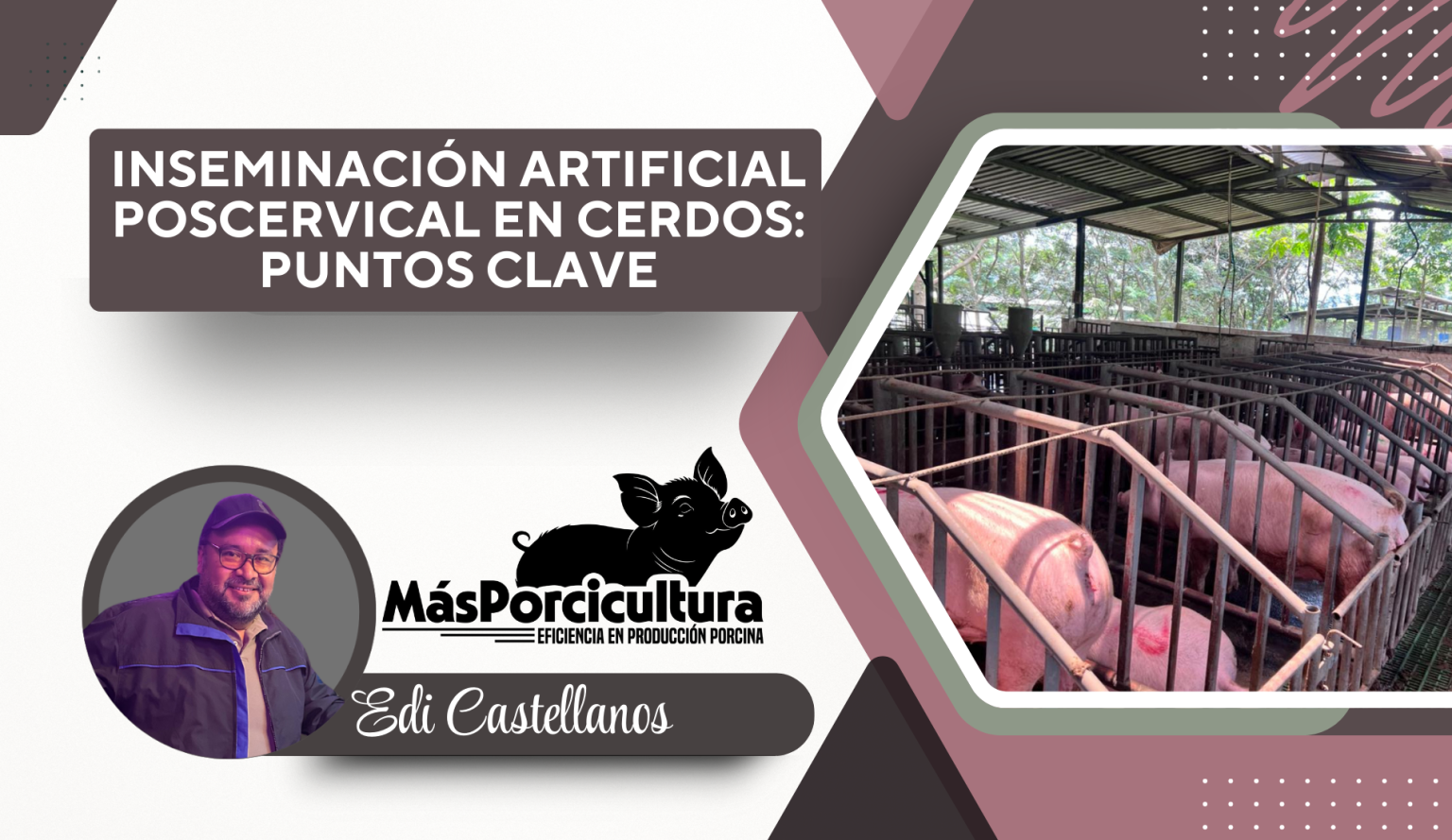 Manejo Cerda Reemplazo | MasPorcicultura