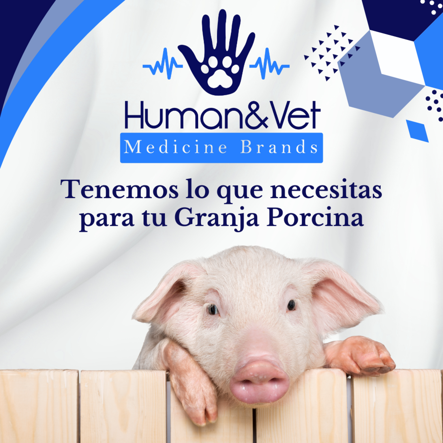 Mejora genética y su impacto en la producción de las granjas porcinas | MasPorcicultura