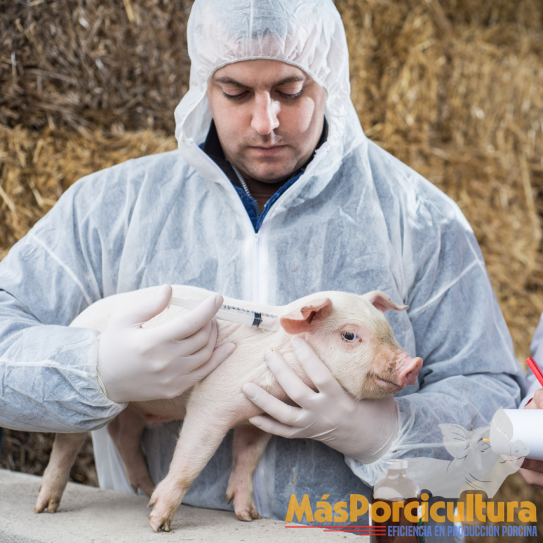 Buenas Prácticas en la Aplicación de Medicamentos a los Cerdos | MasPorcicultura