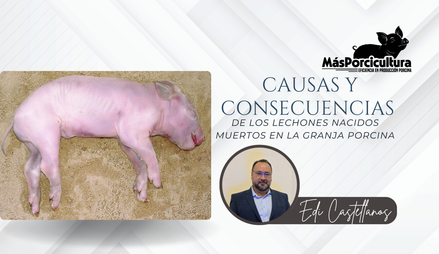 Actinobacillus Pleuropneumoniae en Cerdos | MasPorcicultura