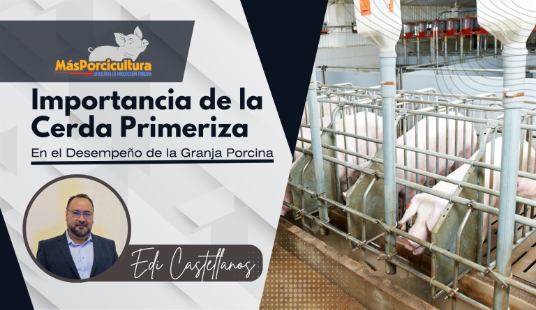 Manejo Cerda Reemplazo | MasPorcicultura