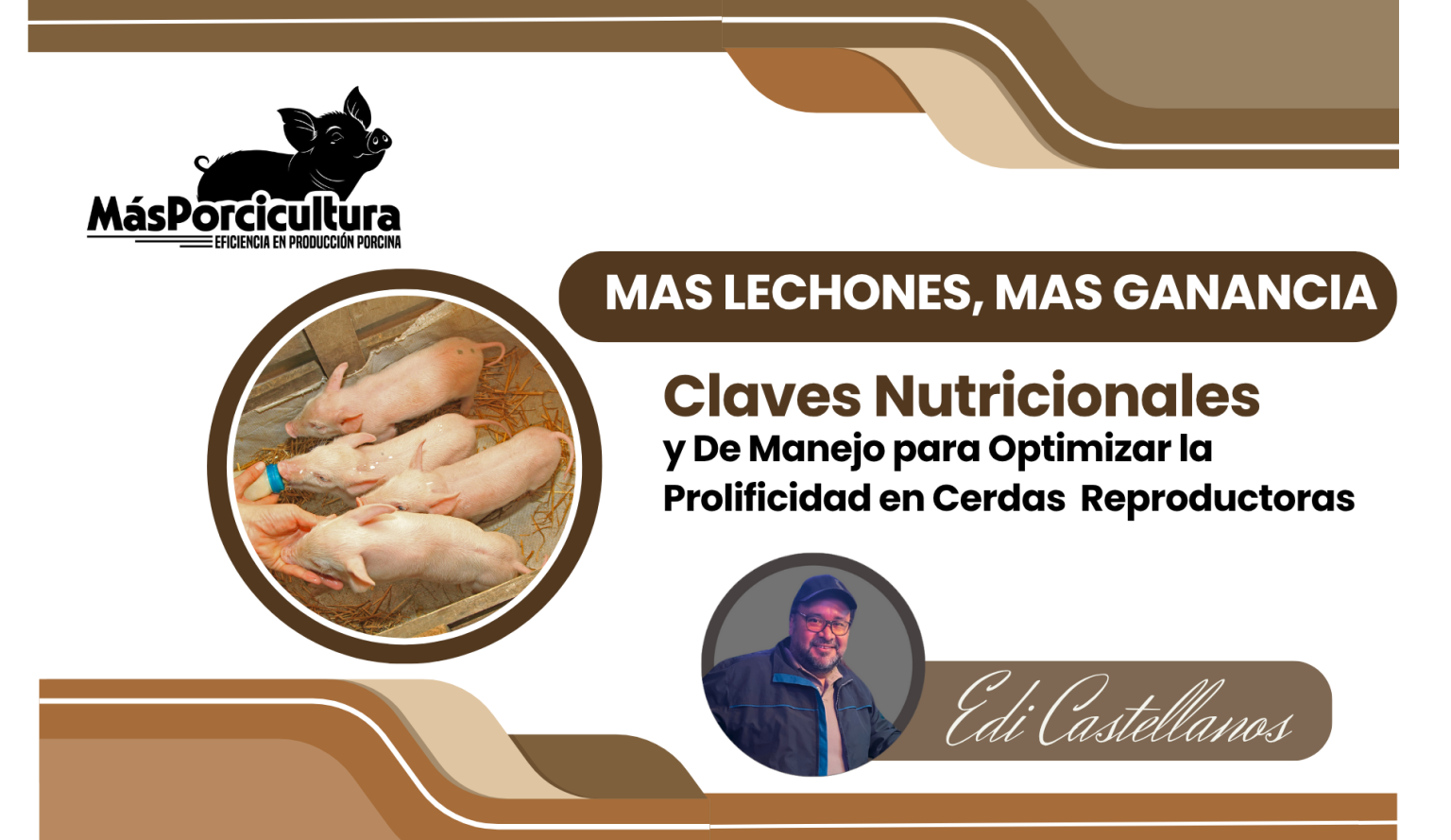 Manejo Cerda Reemplazo | MasPorcicultura