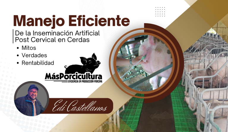 Manejo Cerda Reemplazo | MasPorcicultura